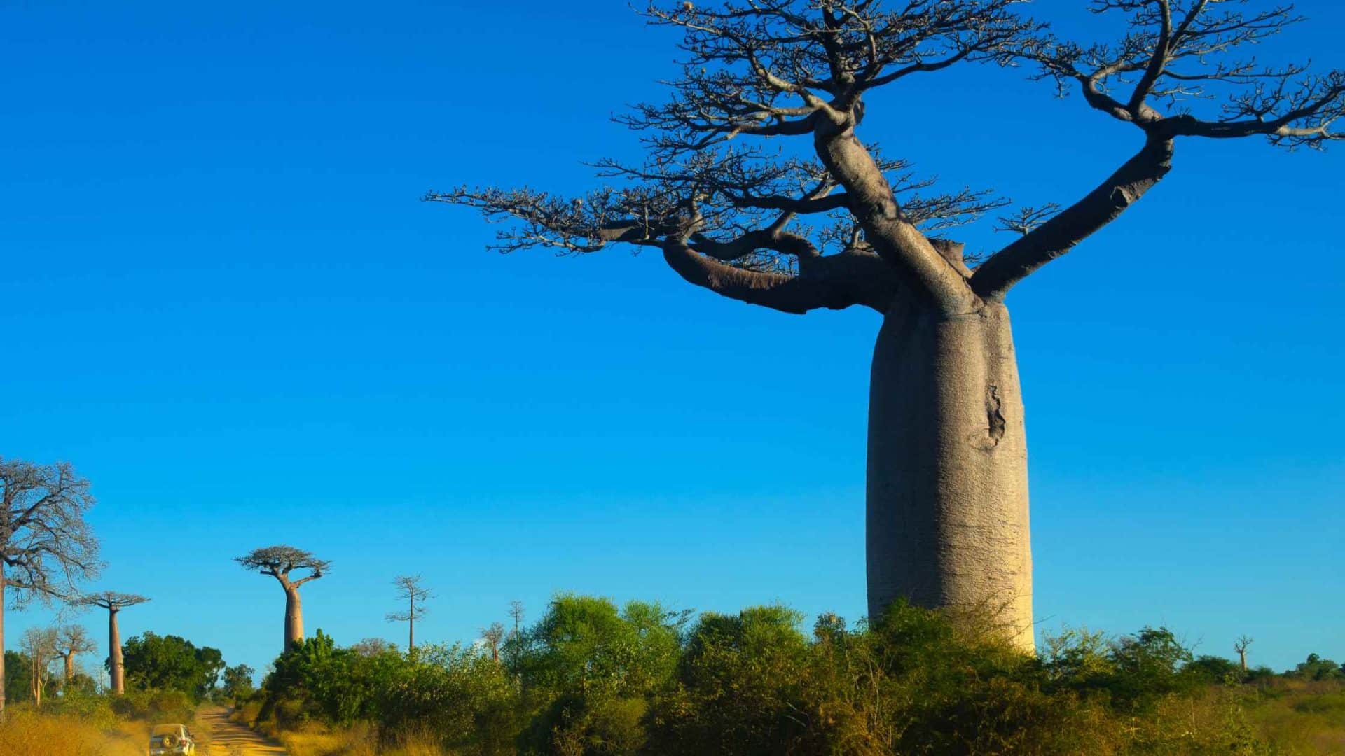 Le baobab de Madagascar, un arbre typique et impressionnant
